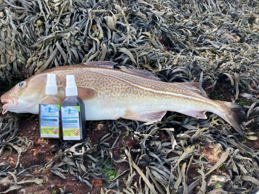 Preserved Sea Fishing Bait Welsh Black Lugworm and Natural Hydration ...